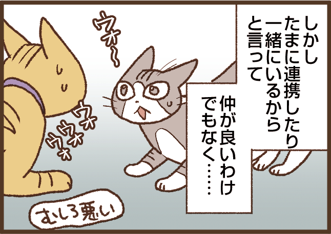 【吉川さん家の猫事情】#36話 一緒にいるのに不仲！？（写真 5/9） - マンガ連載：吉川さん家の猫事情 - mimot.(ミモット)