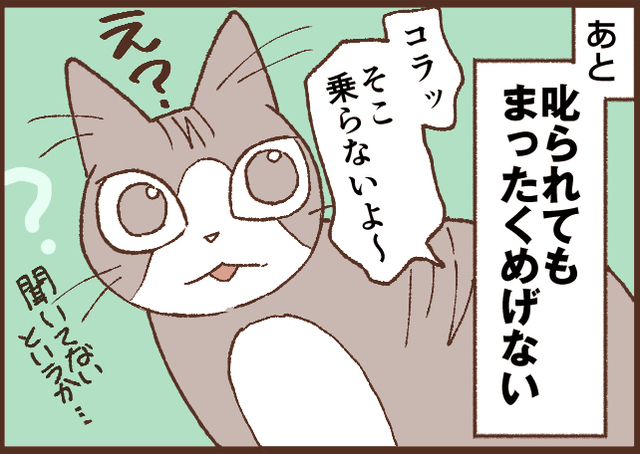 【吉川さん家の猫事情】#104話 “不思議キャット”（1/2） - マンガ連載：吉川さん家の猫事情 - mimot.(ミモット)