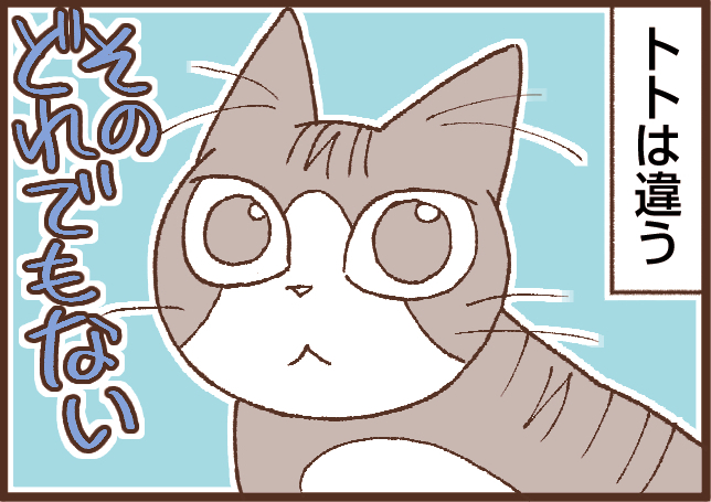 【吉川さん家の猫事情】#104話 “不思議キャット”（写真 2/8） - マンガ連載：吉川さん家の猫事情 - mimot.(ミモット)