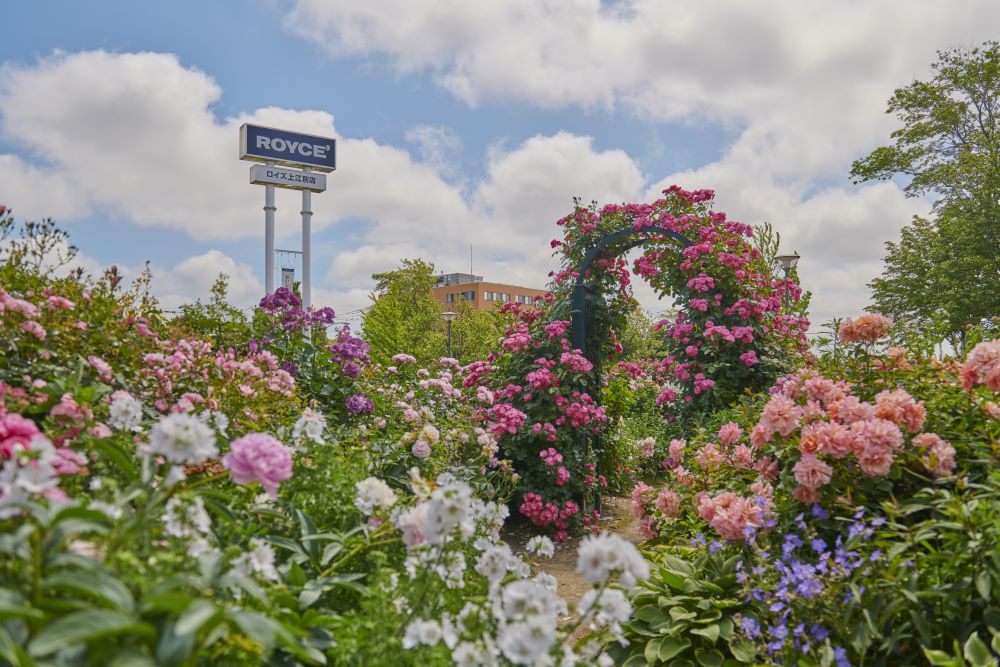 生チョコ×フェイラー新作も♪ロイズからキュートで美味しい特別なセットが登場したよ！（写真 14/14） - mimot.(ミモット)