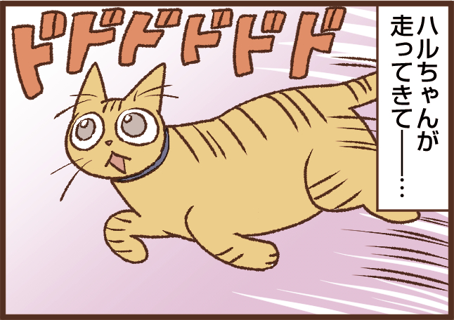 【吉川さん家の猫事情】#19話 ハルちゃんの困った癖（写真 1/9） - マンガ連載：吉川さん家の猫事情 - mimot.(ミモット)