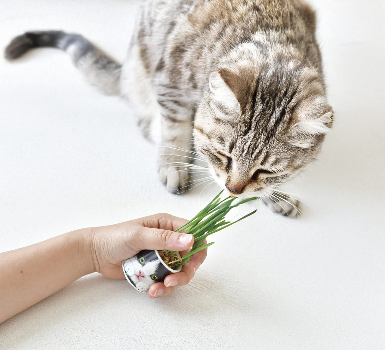 2月22日は『ねこの日』ユニークでかわいい「ねこまみれ」の栽培キットが爆誕♪（写真 13/13） - mimot.(ミモット)