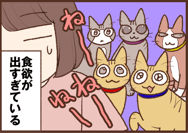 【吉川さん家の猫事情】#88話 圧がすごい…（1/2） - マンガ連載：吉川さん家の猫事情 - mimot.(ミモット)