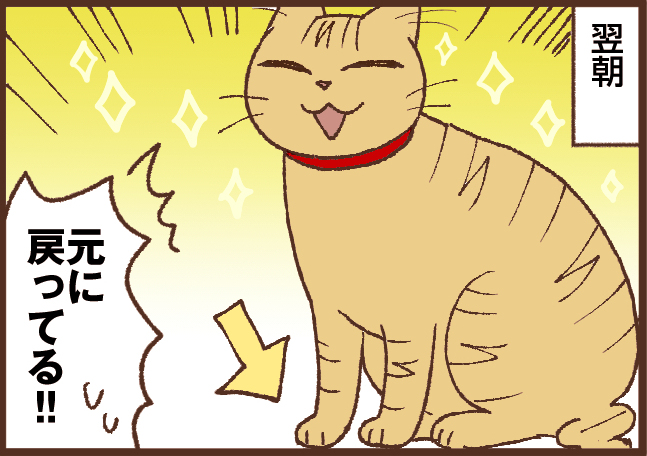 【吉川さん家の猫事情】#105話 知らないコトがまだある…（写真 6/8） - マンガ連載：吉川さん家の猫事情 - mimot.(ミモット)