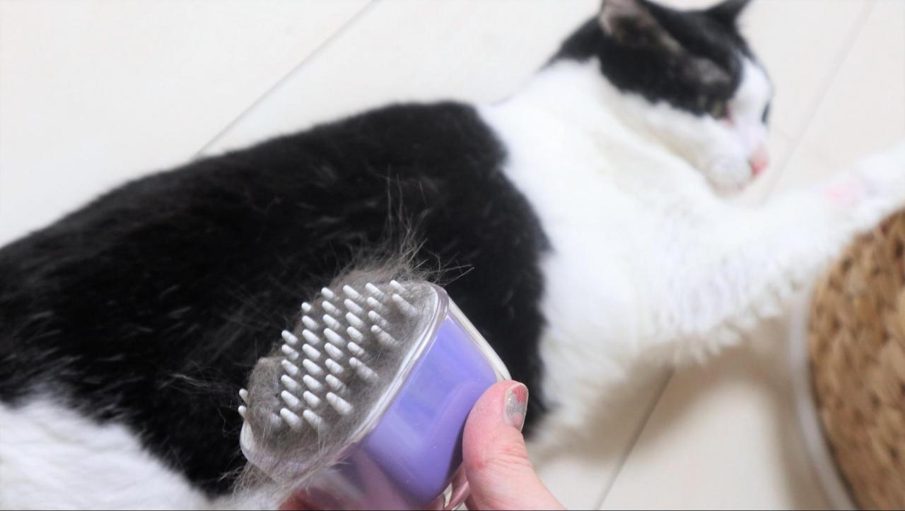 【猫のブラッシング】グローブ型とキューブ型を徹底比較！ネコがうっとりするのはどっち？（写真 17/21） - mimot.(ミモット)