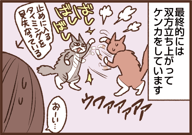 【吉川さん家の猫事情】#17話 ツンツン猫がいると大変！（写真 8/9） - マンガ連載：吉川さん家の猫事情 - mimot.(ミモット)