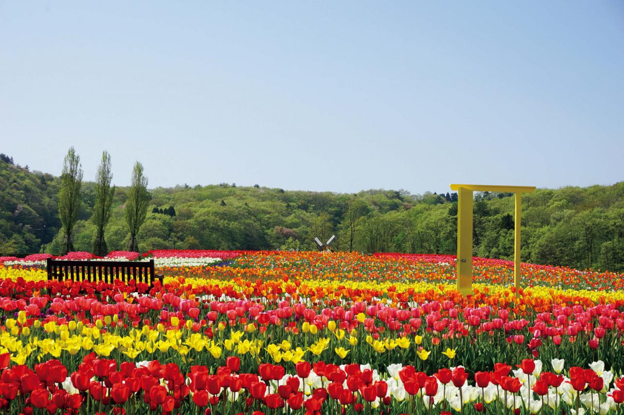 「春の花」絶景ランキングTOP10！2位は「富士芝桜まつり」、1位は「知る人ぞ知る桃源郷！」（写真 1/12） - mimot.(ミモット)