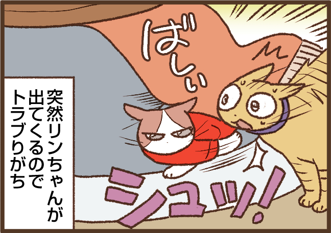 【吉川さん家の猫事情】#30話 いつまでも終わらないケンカの行方（写真 4/9） - マンガ連載：吉川さん家の猫事情 - mimot.(ミモット)