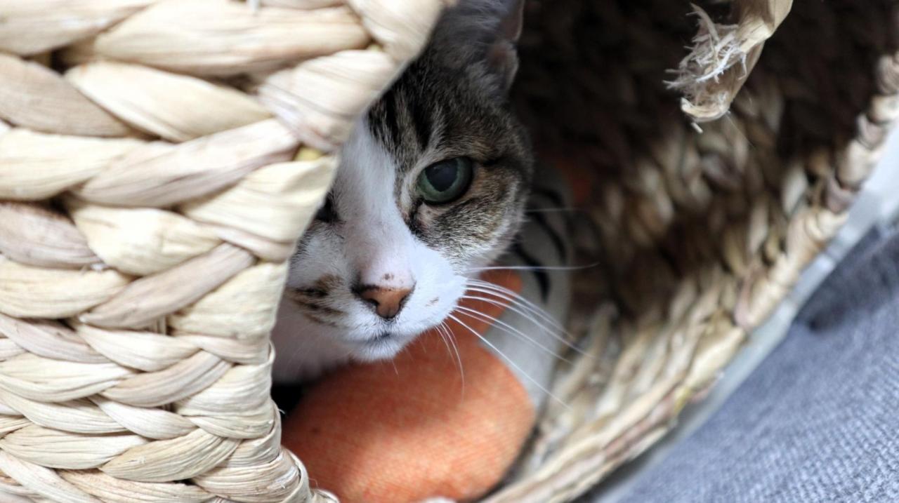 世界にひとつだけ！愛猫の毛で彩る「ペンダント」実際に使ってみたよ♪（写真 3/25） - mimot.(ミモット)