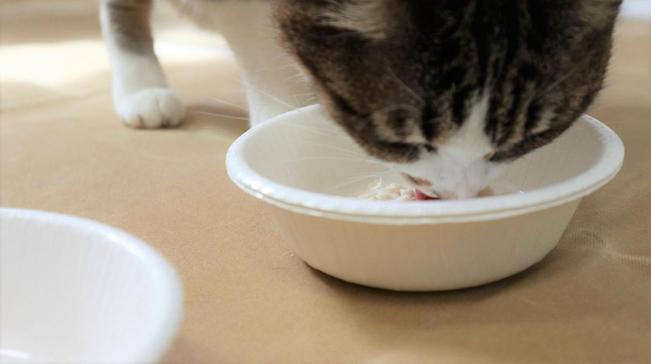 【レシピも掲載】食いつき抜群？あの“ちゅ～る”を作ってみた！（写真 30/34） - mimot.(ミモット)