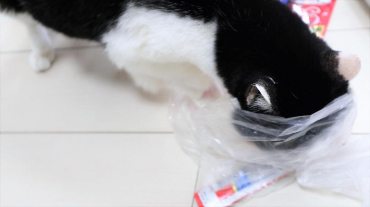 【レシピも掲載】食いつき抜群？あの“ちゅ～る”を作ってみた！（写真 10/34） - mimot.(ミモット)