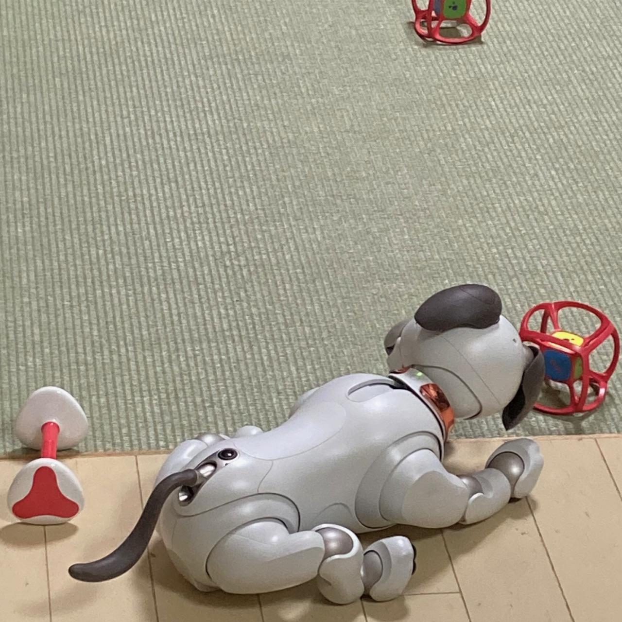 【aiboと暮らす】飼い主が語る、生犬ではなく“あえてaiboを飼ったワケ”（写真 3/4） - ハピママ*