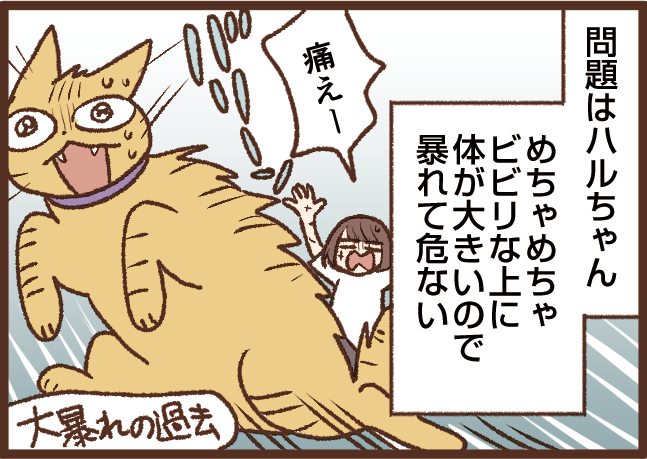 【吉川さん家の猫事情】#33話 我が家の一大イベント！（写真 6/9） - マンガ連載：吉川さん家の猫事情 - mimot.(ミモット)