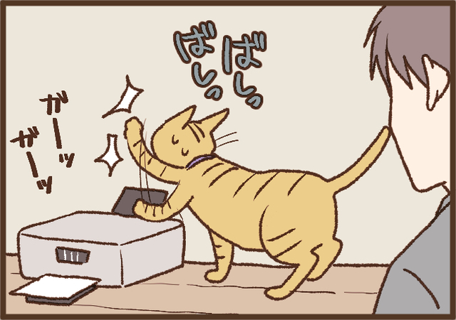 【吉川さん家の猫事情】#26話 “戦う猫”ハルちゃん（写真 6/9） - マンガ連載：吉川さん家の猫事情 - mimot.(ミモット)