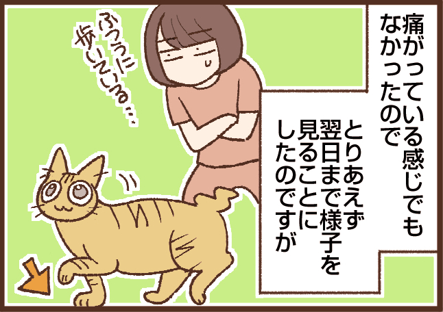 【吉川さん家の猫事情】#105話 知らないコトがまだある…（写真 5/8） - マンガ連載：吉川さん家の猫事情 - mimot.(ミモット)