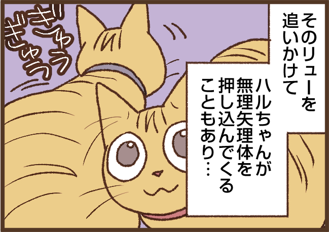 【吉川さん家の猫事情】#56話 夫、怒る！（写真 4/9） - マンガ連載：吉川さん家の猫事情 - mimot.(ミモット)