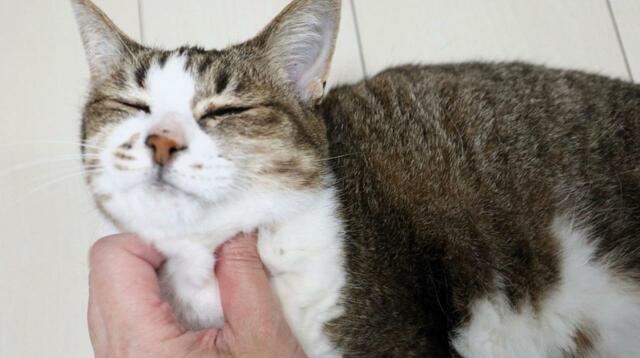 世界にひとつだけ！愛猫の毛で彩る「ペンダント」実際に使ってみたよ♪（写真 13/25） - mimot.(ミモット)