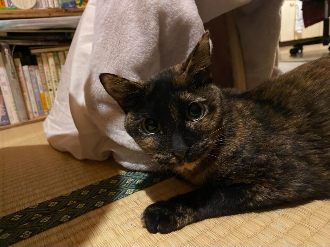 【3COINS】猫用こたつが可愛すぎたので3日間使ってもらったら、まさかの結果に…！（写真 6/11） - mimot.(ミモット)