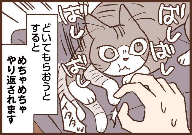 【吉川さん家の猫事情】#25話 猫がなぜか好きな場所（写真 4/9） - マンガ連載：吉川さん家の猫事情 - mimot.(ミモット)