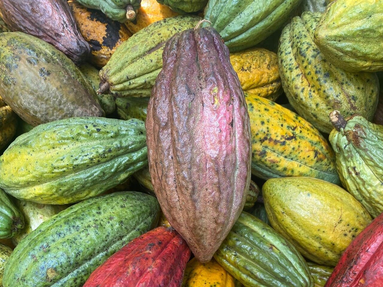 フィナンシェで有名な老舗洋菓子店から【スヌーピー】限定ボックスでたよ～！激かわ商品をチェック♪（写真 5/6） - mimot.(ミモット)