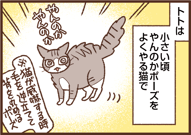 【吉川さん家の猫事情】#47話 変わらないトトのナゾ（写真 2/9） - マンガ連載：吉川さん家の猫事情 - mimot.(ミモット)