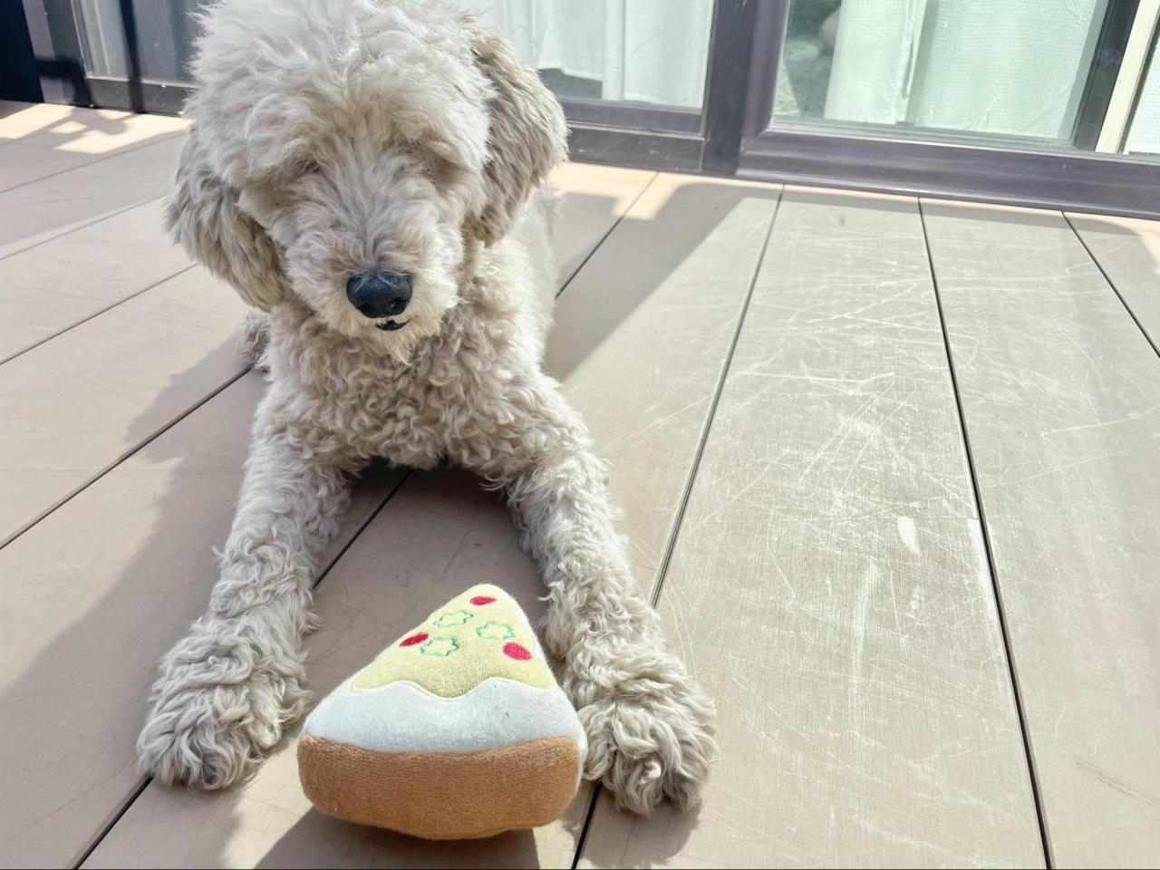 【ニトリ・アイリスオーヤマ】愛犬のストレス解消に！おすすめプチプラグッズ3選（正直レビュー）（1/5） - mimot.(ミモット)