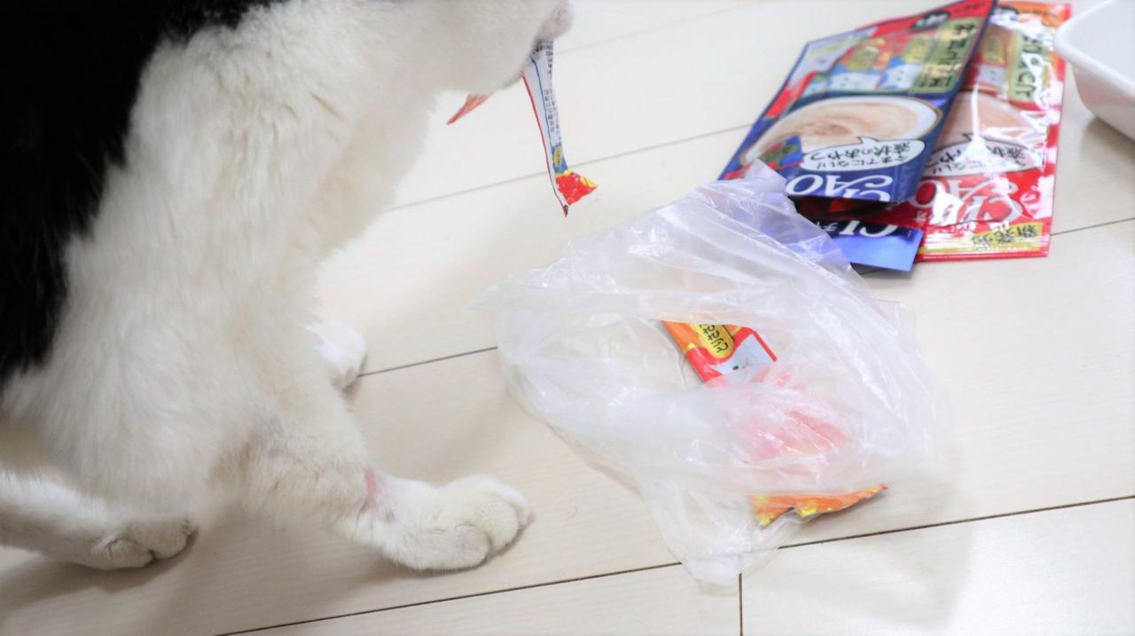 【レシピも掲載】食いつき抜群？あの“ちゅ～る”を作ってみた！（写真 11/34） - mimot.(ミモット)