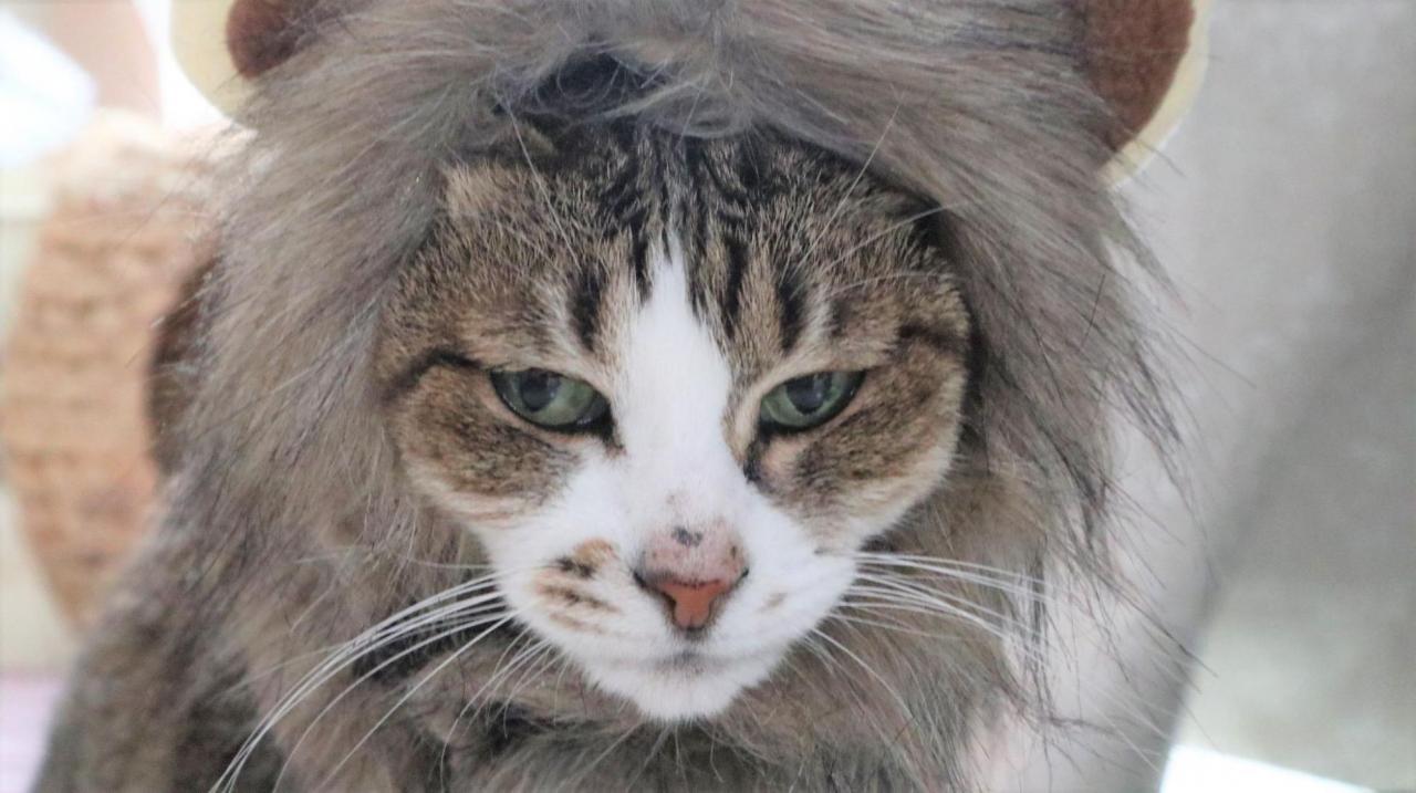 【ネコ】かわいすぎてたまらない！SHEINで買える「愛猫グッズ」お気に入りNo.1は…（写真 32/33） - mimot.(ミモット)