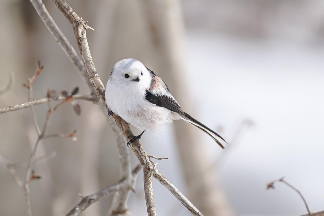 あったかアイテムが激かわだよ♪ ニトリの人気「シマエナガ」シリーズ全27種 - mimot.(ミモット)