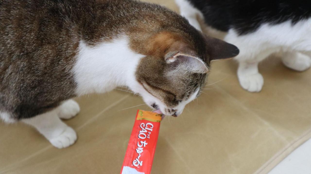 【レシピも掲載】食いつき抜群？あの“ちゅ～る”を作ってみた！（写真 5/34） - mimot.(ミモット)