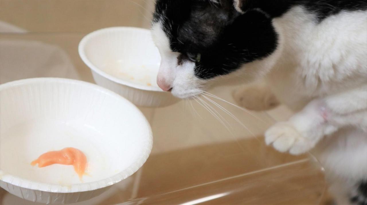 【レシピも掲載】食いつき抜群？あの“ちゅ～る”を作ってみた！（写真 8/34） - mimot.(ミモット)