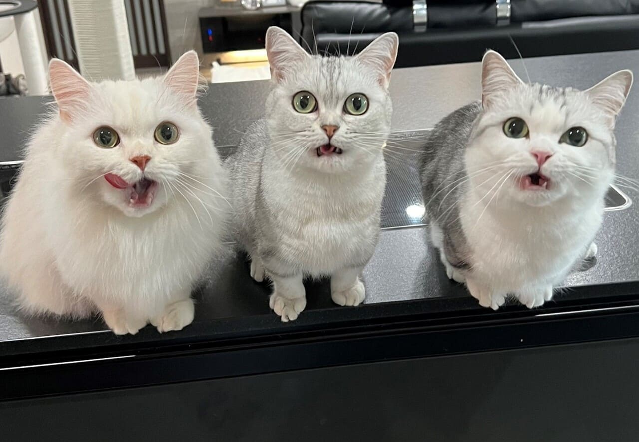 SNSで人気のネコちゃん大集合！トートバッグなど最強げきカワなオリジナルグッズでたよ～♪（写真 3/13） - mimot.(ミモット)