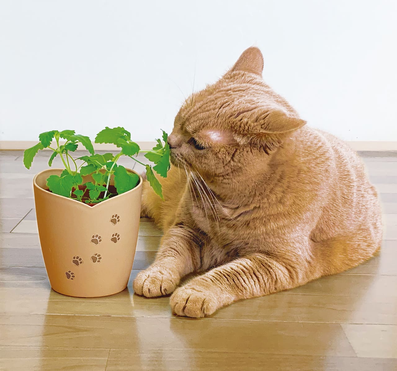 2月22日は『ねこの日』ユニークでかわいい「ねこまみれ」の栽培キットが爆誕♪ - mimot.(ミモット)