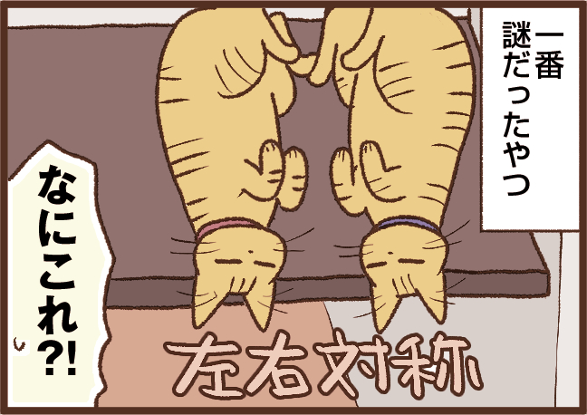 【吉川さん家の猫事情】#21話 謎のシンクロをする二匹（写真 8/9） - マンガ連載：吉川さん家の猫事情 - mimot.(ミモット)