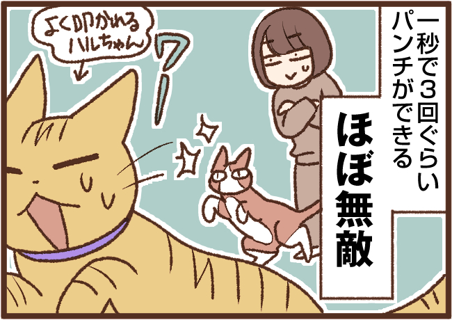 【吉川さん家の猫事情】#79話 強さのヒミツは…（写真 4/8） - マンガ連載：吉川さん家の猫事情 - mimot.(ミモット)