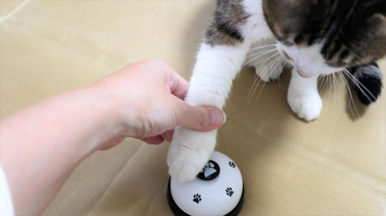 【可愛さ爆発】ネコ専用ベルを置いたら…反応がヤバすぎて笑顔が止まらない！（写真 21/23） - mimot.(ミモット)