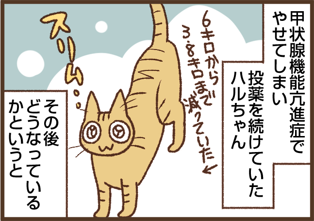 【吉川さん家の猫事情】#82話 先生もびっくり！？（1/2） - マンガ連載：吉川さん家の猫事情 - mimot.(ミモット)