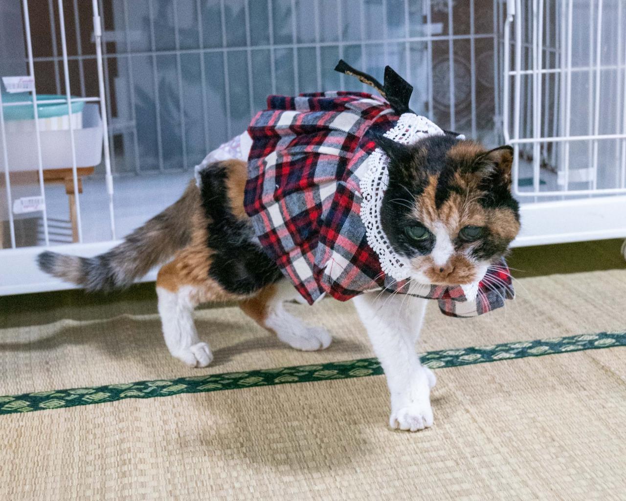 【猫の日】SNSで大人気！このねこちゃん、実はすごい秘密があるんです…（写真 1/7） - mimot.(ミモット)