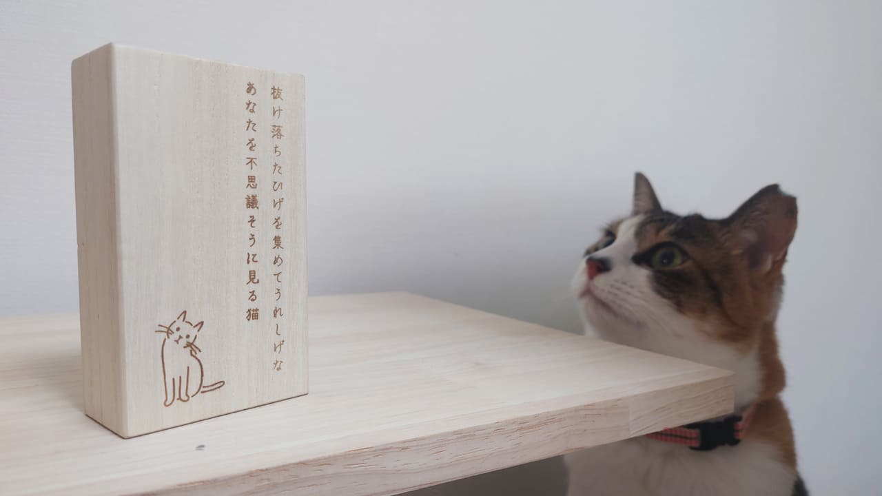 70％以上の猫飼いさんが集めてるって本当！？桐製の「ねこひげケース」がおしゃれ♪（写真 1/13） - mimot.(ミモット)