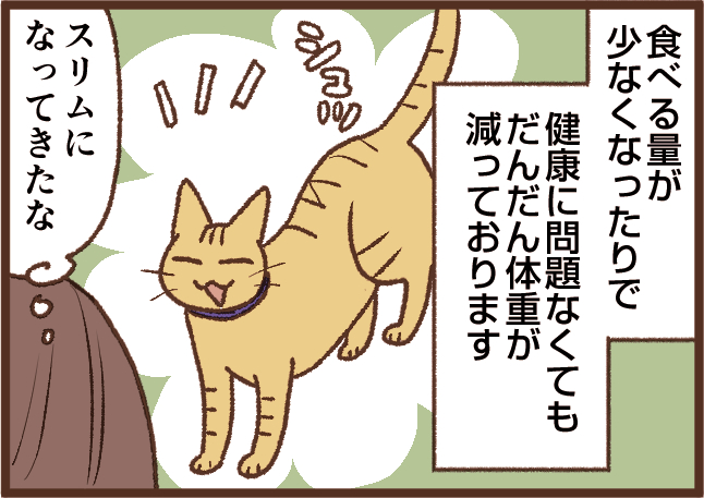 【吉川さん家の猫事情】#57話 ネコは年を取ると変わる？変わらない？（写真 3/9） - マンガ連載：吉川さん家の猫事情 - mimot.(ミモット)