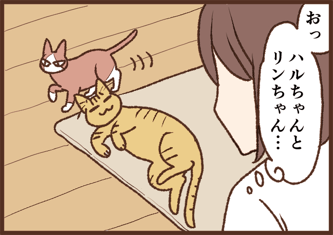 【吉川さん家の猫事情】#17話 ツンツン猫がいると大変！（1/2） - マンガ連載：吉川さん家の猫事情 - mimot.(ミモット)