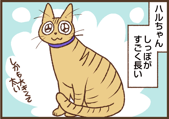 【吉川さん家の猫事情】#46話 ハルちゃんの“しっぽ”は特別！（1/2） - マンガ連載：吉川さん家の猫事情 - mimot.(ミモット)