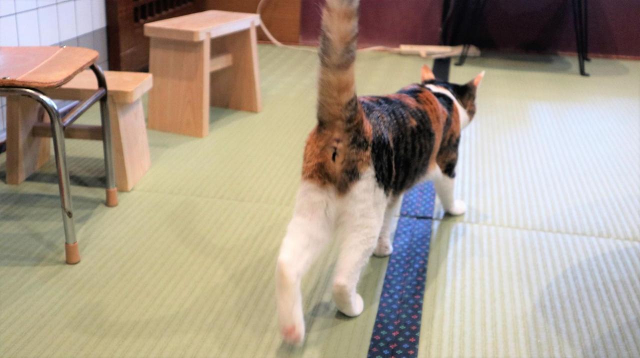 【ねこ浴】もふもふ風呂にどっぷり浸かれる！保護猫カフェに行ってみた（写真 13/31） - mimot.(ミモット)