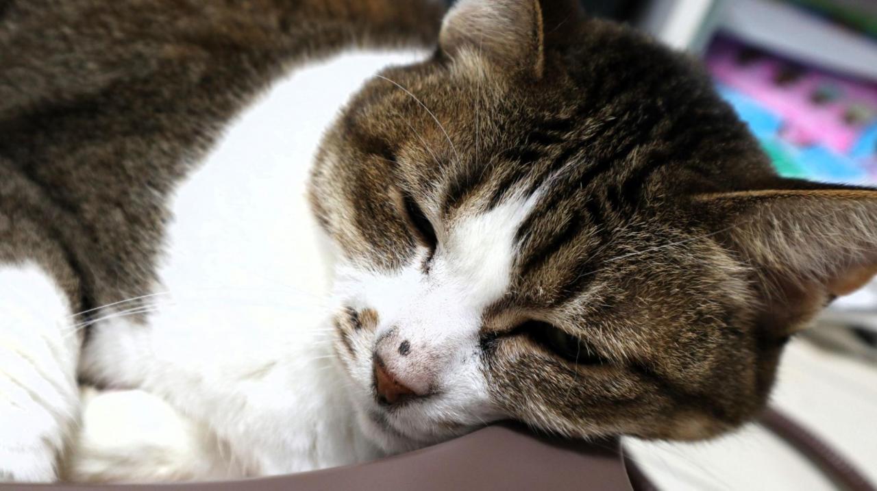 気持ちいいニャン「猫鍋」の完成！1日を“鍋の上”で過ごした愛猫をレポート（写真 14/27） - mimot.(ミモット)