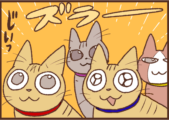 【吉川さん家の猫事情】#88話 圧がすごい…（1/2） - マンガ連載：吉川さん家の猫事情 - mimot.(ミモット)