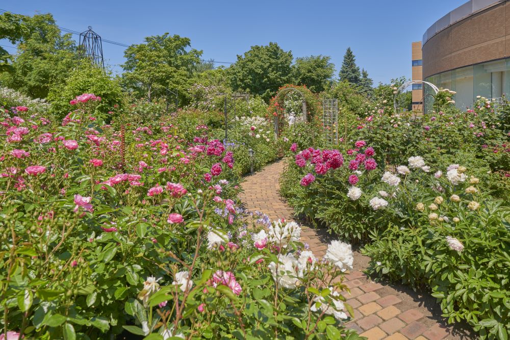 生チョコ×フェイラー新作も♪ロイズからキュートで美味しい特別なセットが登場したよ！（写真 12/14） - mimot.(ミモット)