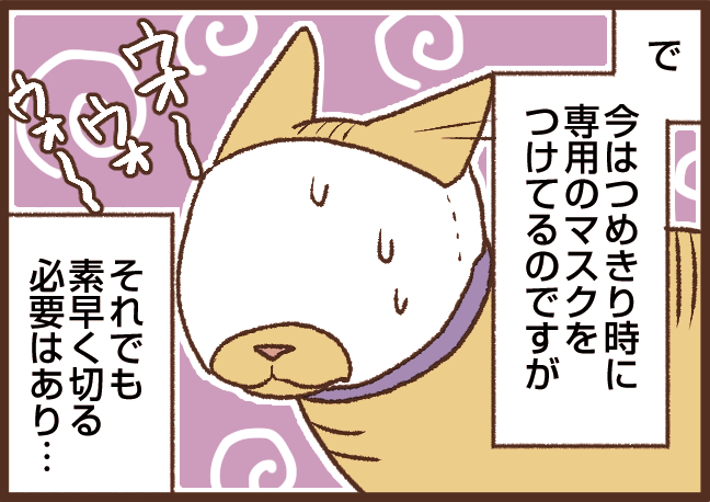 【吉川さん家の猫事情】#33話 我が家の一大イベント！（写真 7/9） - マンガ連載：吉川さん家の猫事情 - mimot.(ミモット)