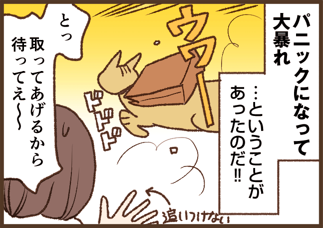 【吉川さん家の猫事情】#44話 ネコに意外と危険なモノ（写真 5/9） - マンガ連載：吉川さん家の猫事情 - mimot.(ミモット)