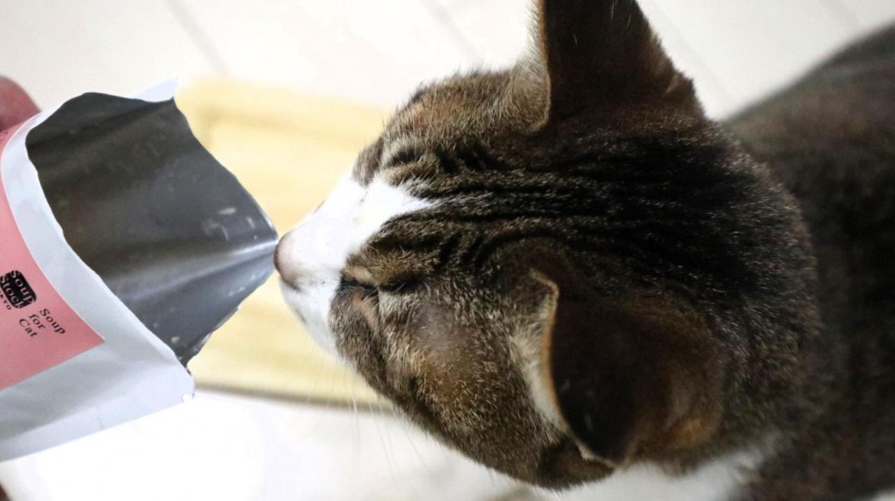 にゃんこにスープストックトーキョー「猫のためのスープ」をあげてみた！ぺろぺろからの…!?（1/3） - ハピママ*