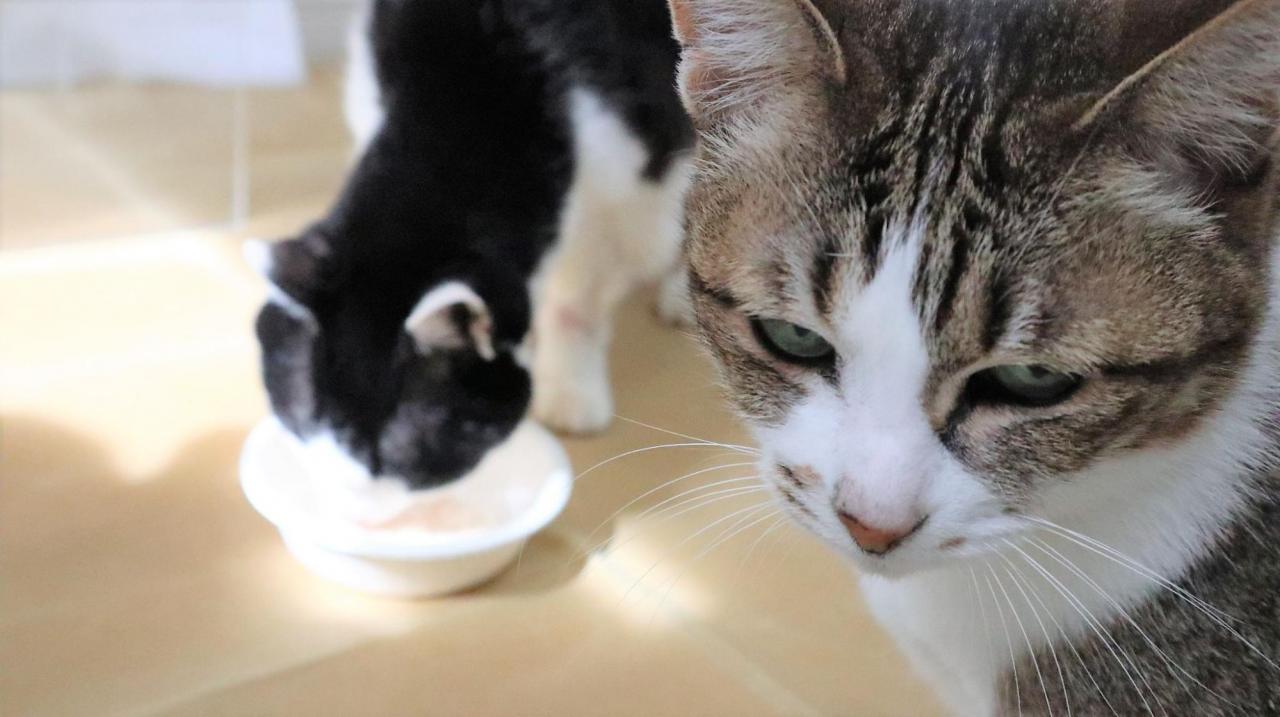 【レシピも掲載】食いつき抜群？あの“ちゅ～る”を作ってみた！（写真 33/34） - mimot.(ミモット)